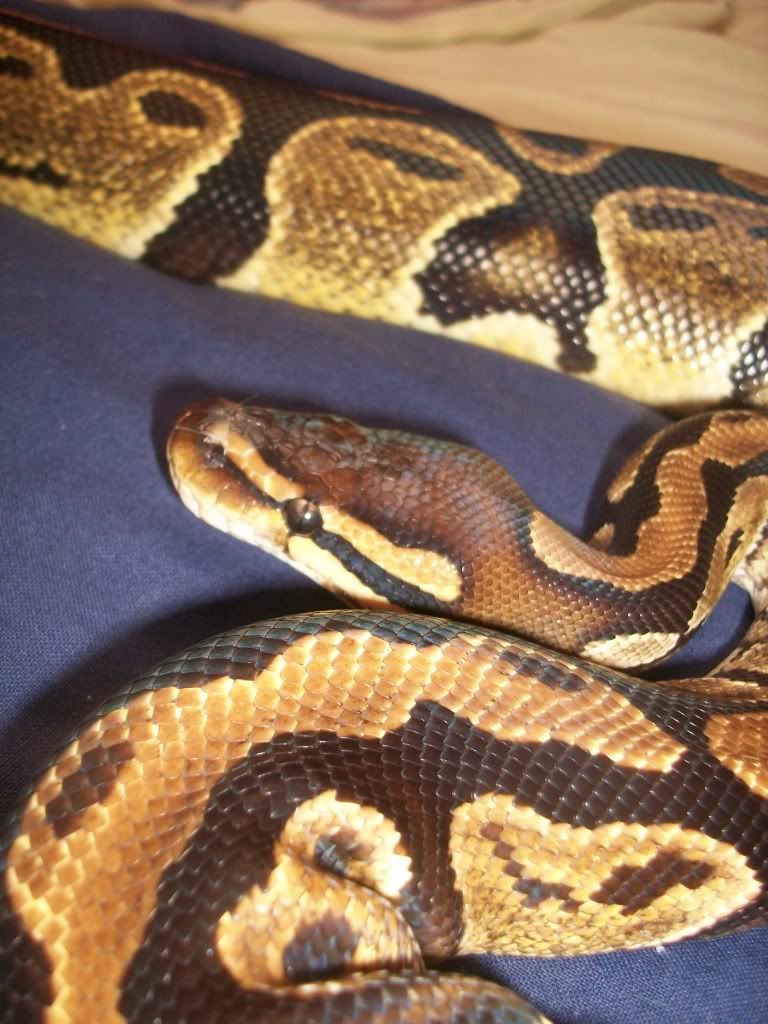 My bunch, royal, boa's, burm and scrub | Reptile Forums