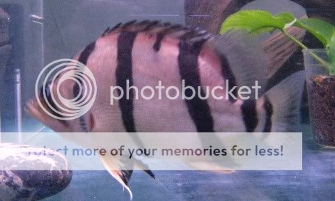 NTT Datnoid & little NTT Dats | MonsterFishKeepers.com