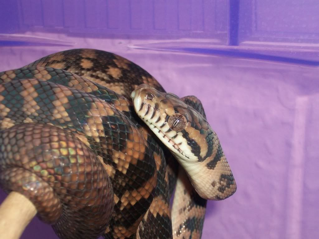 Female 09 Barneck Scrub Python(Fife) | Reptile Forums
