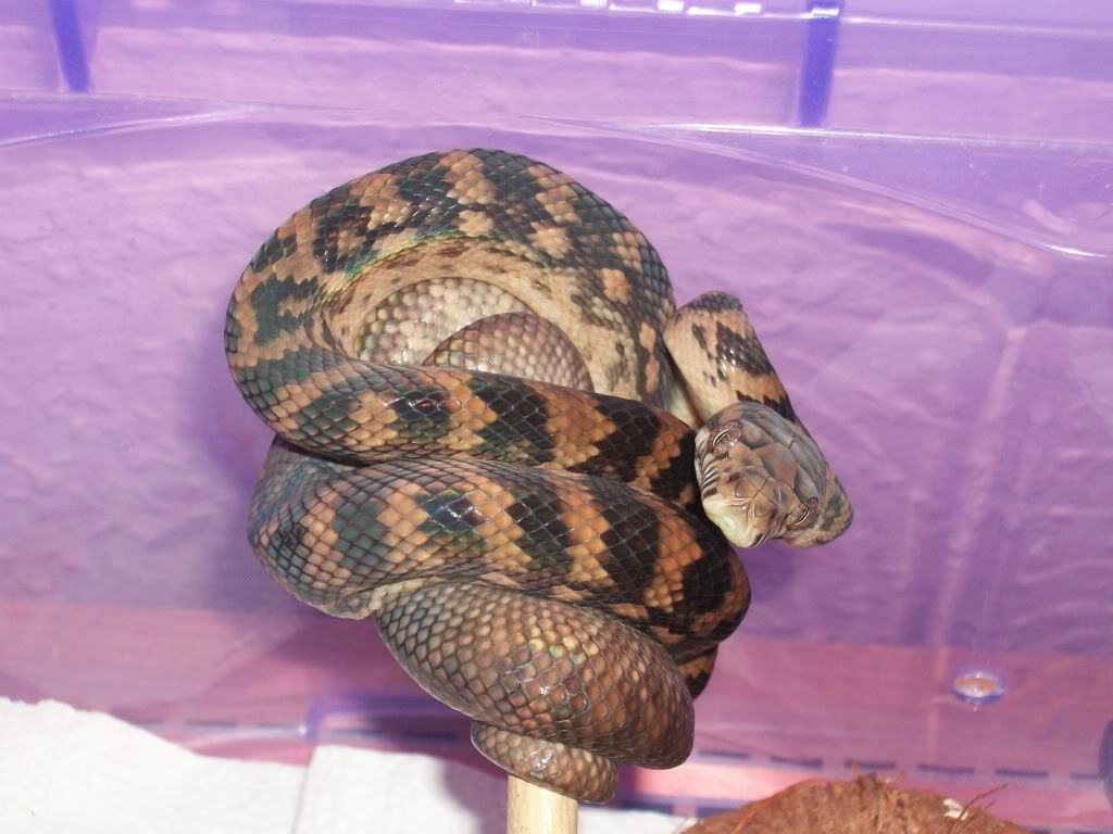 Female 09 Barneck Scrub Python(Fife) | Reptile Forums