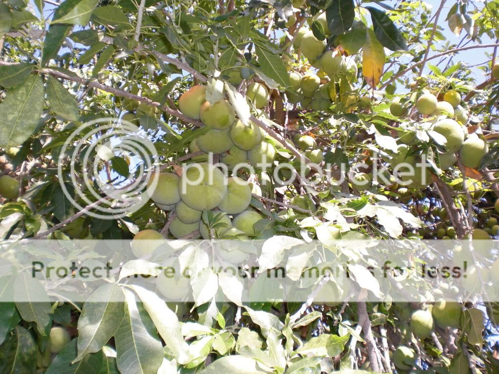 McDill White Sapote Tree, Close Up Photo by johnvalenzuela | Photobucket